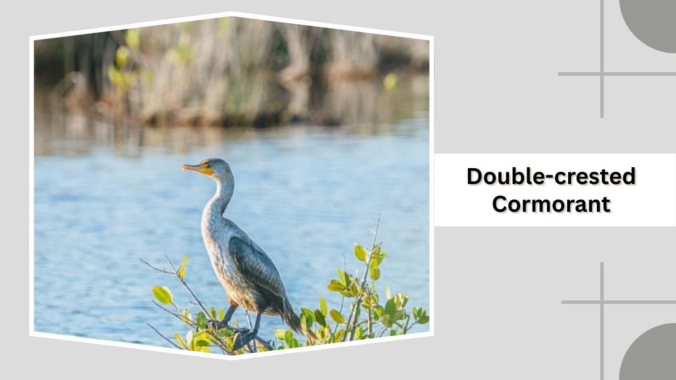 25 Types of Cormorant: Identification with Picture