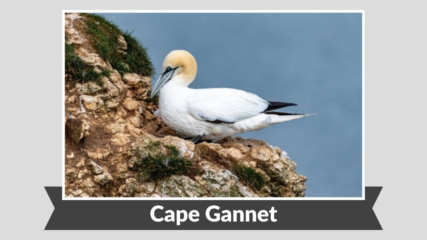 7 Types of Gannet Birds: Identification with Picture