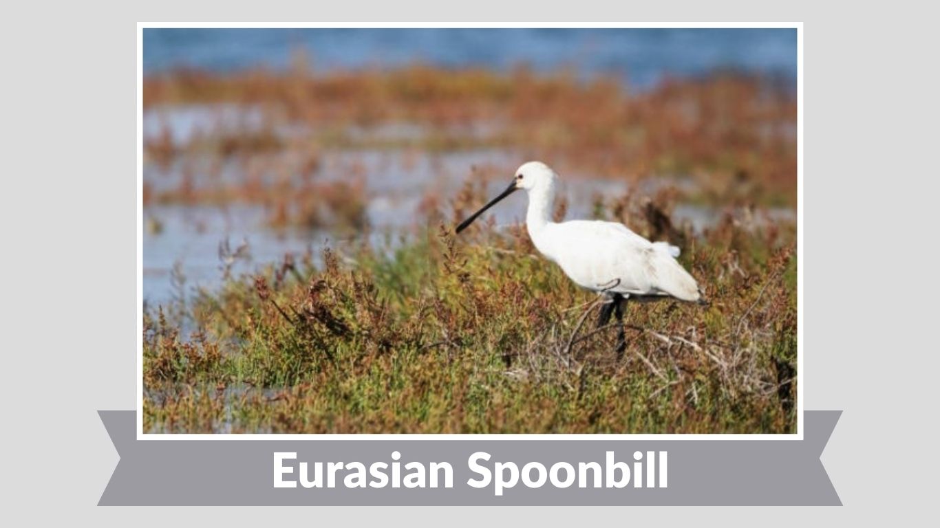 6 Types of Spoonbill: Identification with Picture