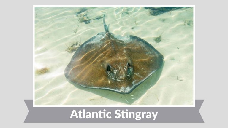 25 Types of Stingray Fish: Identification with Picture