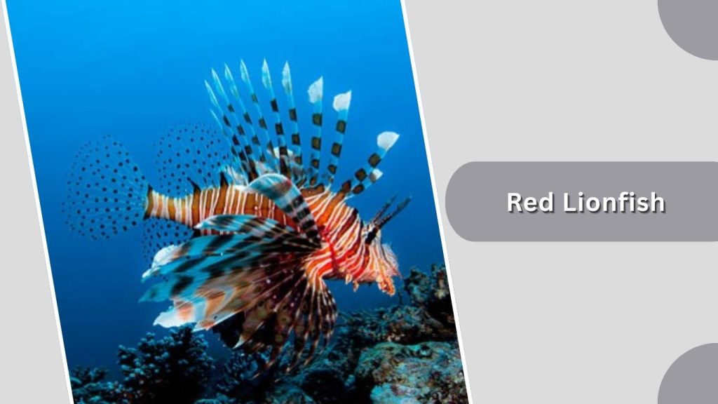 12 Types of Lionfish: Different Species Identification with Pictures