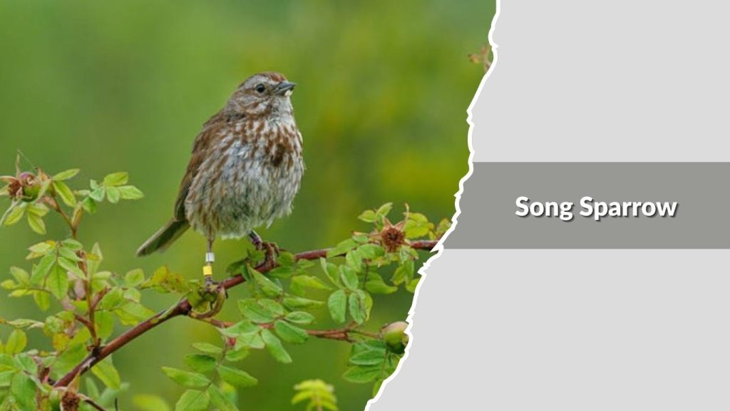 13 Small Brown Bird: Species Identification With Pictures