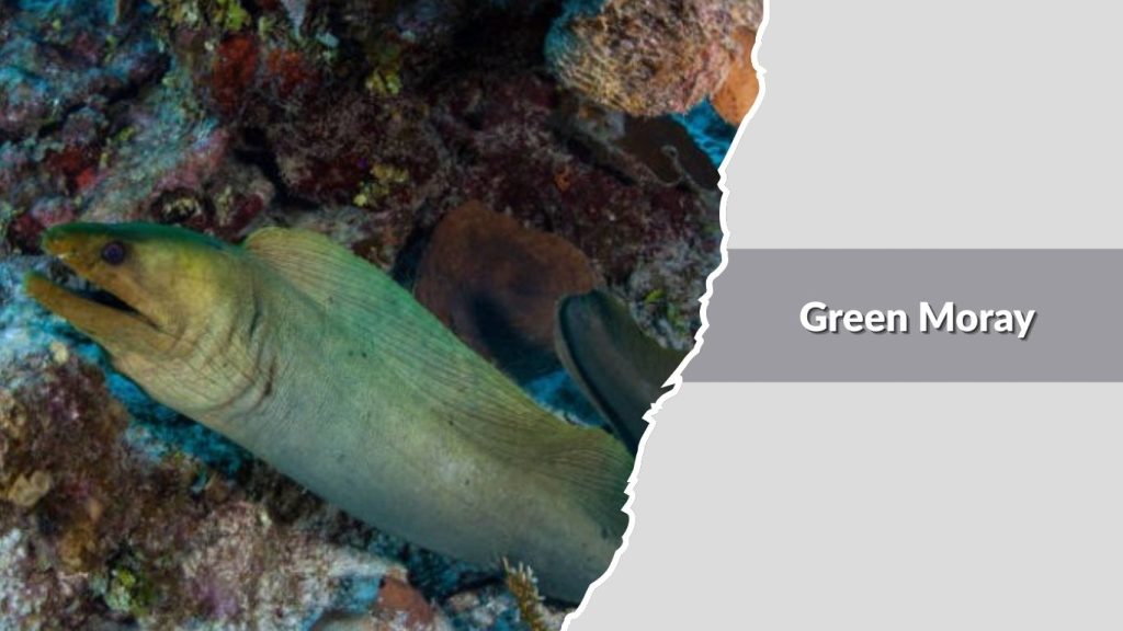 20 Types of Moray Eel: Identification with Picture
