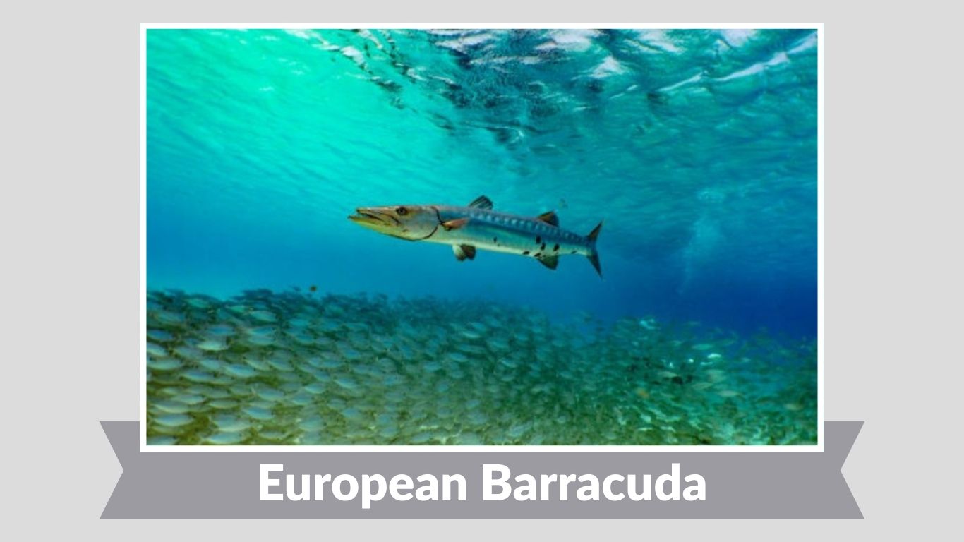 15 Types of Barracuda Fish: Identification with Picture