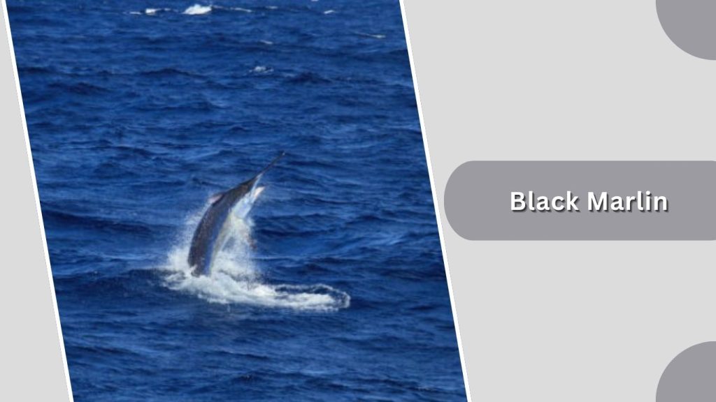 10 Types of Marlin Fish: Identification with Picture