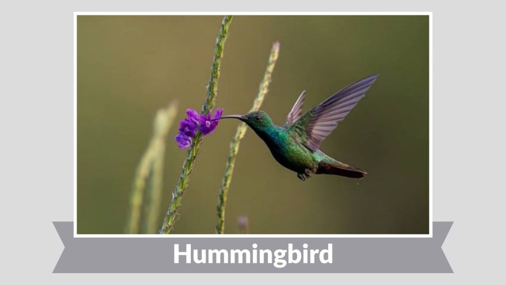 17 Small Birds with Long Beaks: Identification with Pictures