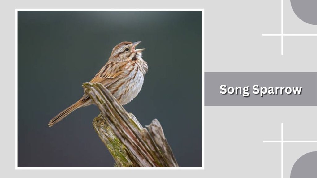 20 Brown Small Birds: Different Species ID with Pictures