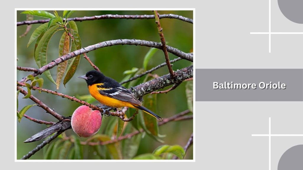 13 Types of Black Bird with Orange Wings: Identification with Picture