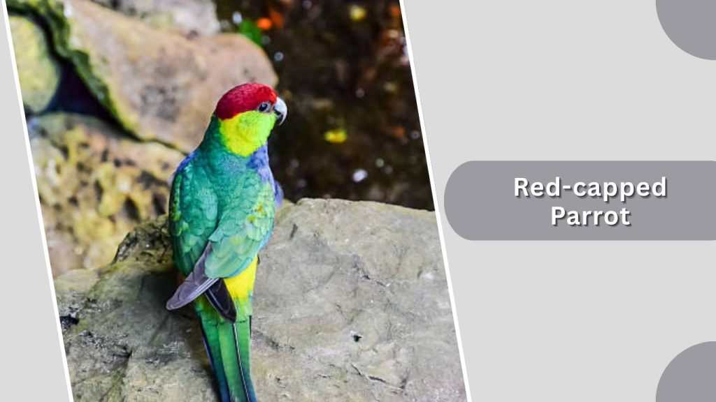 10 Types of Small Bird with Red Cap on Head: Id with Picture