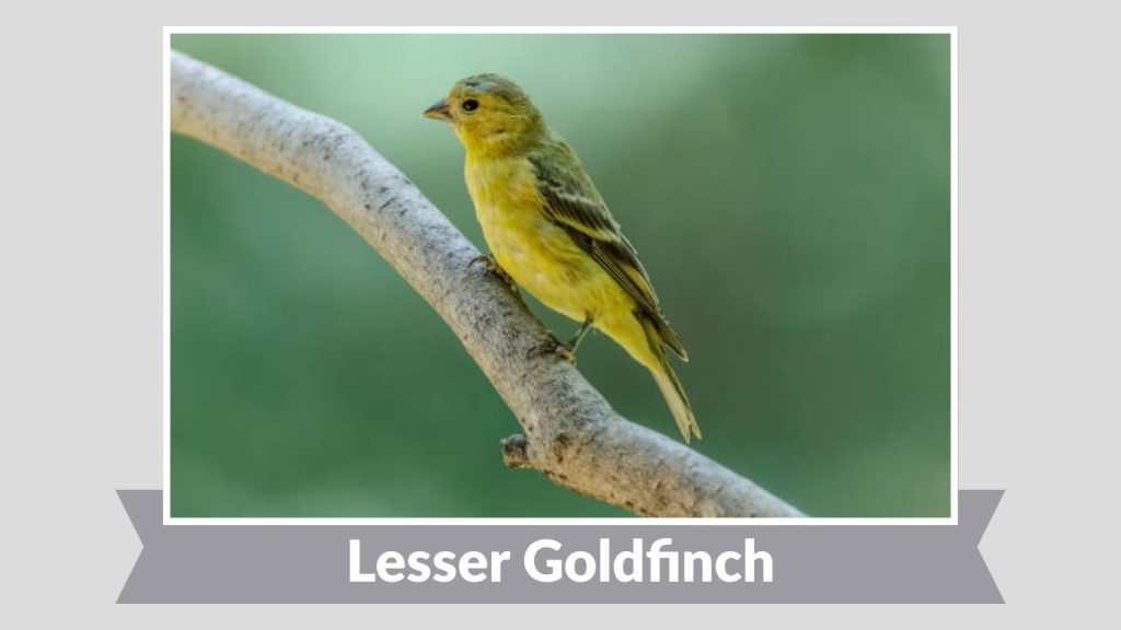 15 Types of Yellow Birds with Black Wings: Identification with Pictures
