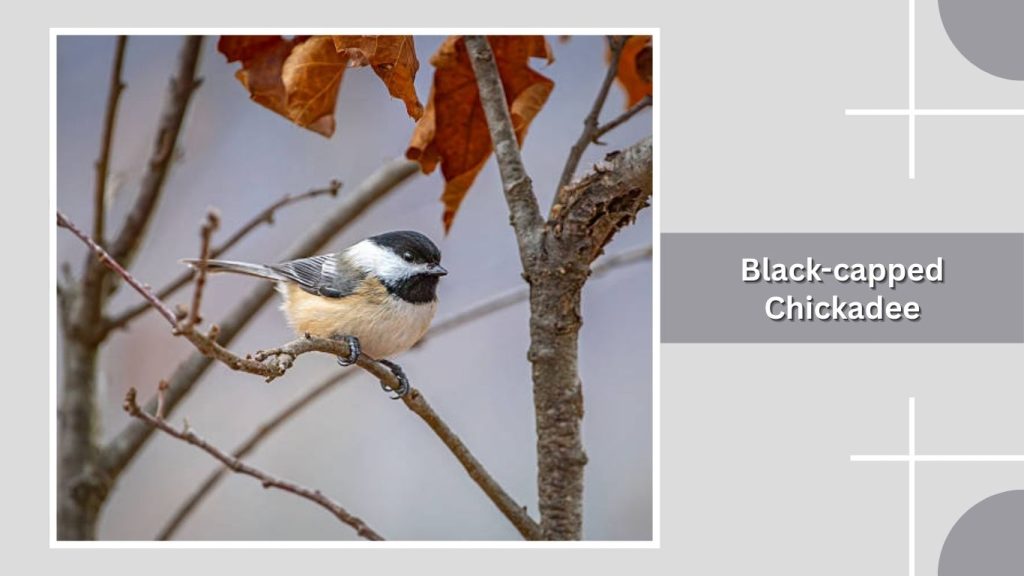15 Types of Black Bird with Brown Head : Identification with Pictures