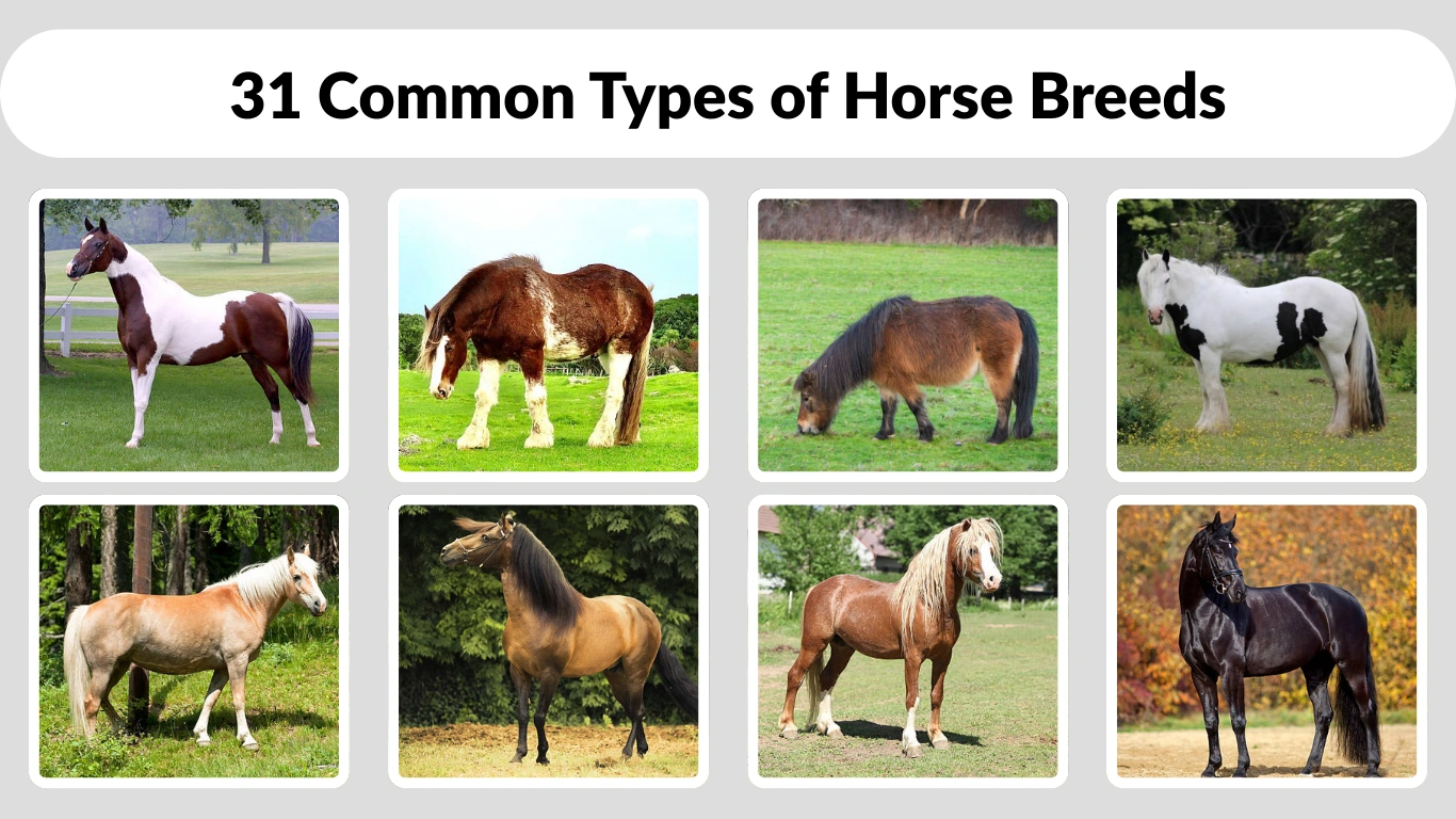 31 Common Types of Horse Breeds: Identification with Pictures