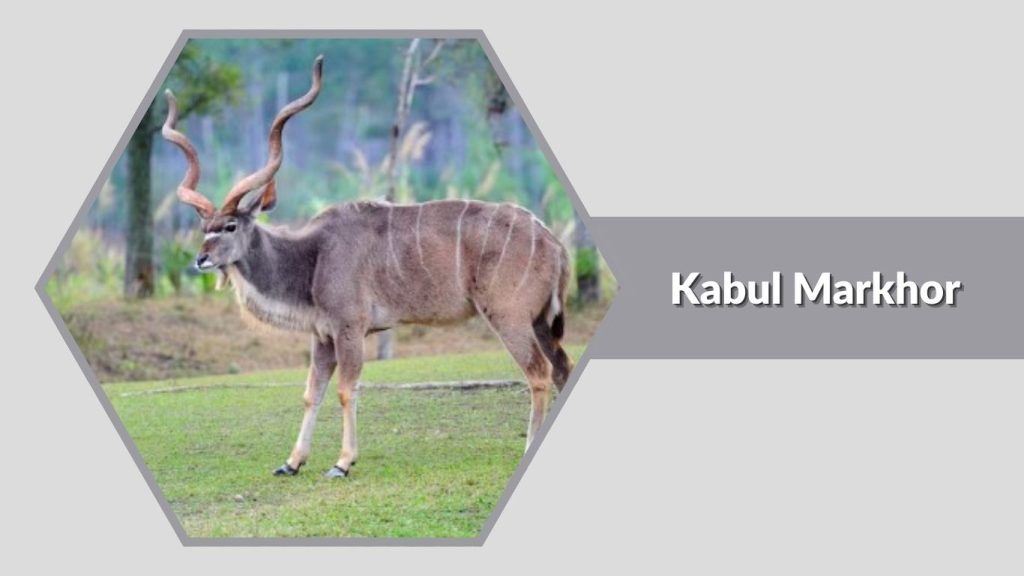 5 Types of Markhor: Species, Identification, Habitat & Pictures