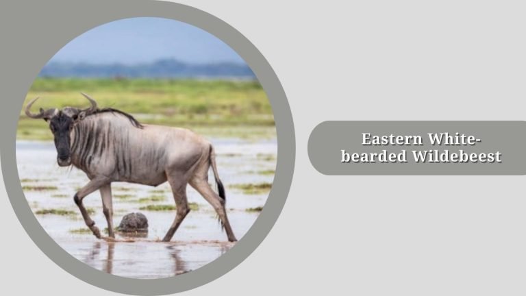 7 Types of Wildebeest: Identification With Picture
