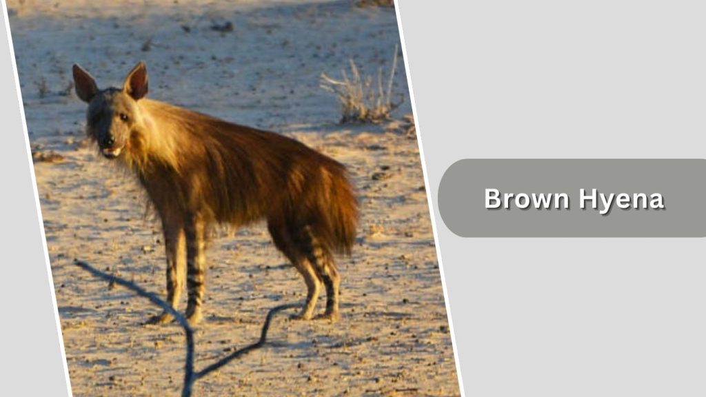 10 Types of Hyena: Species Identification with Pictures