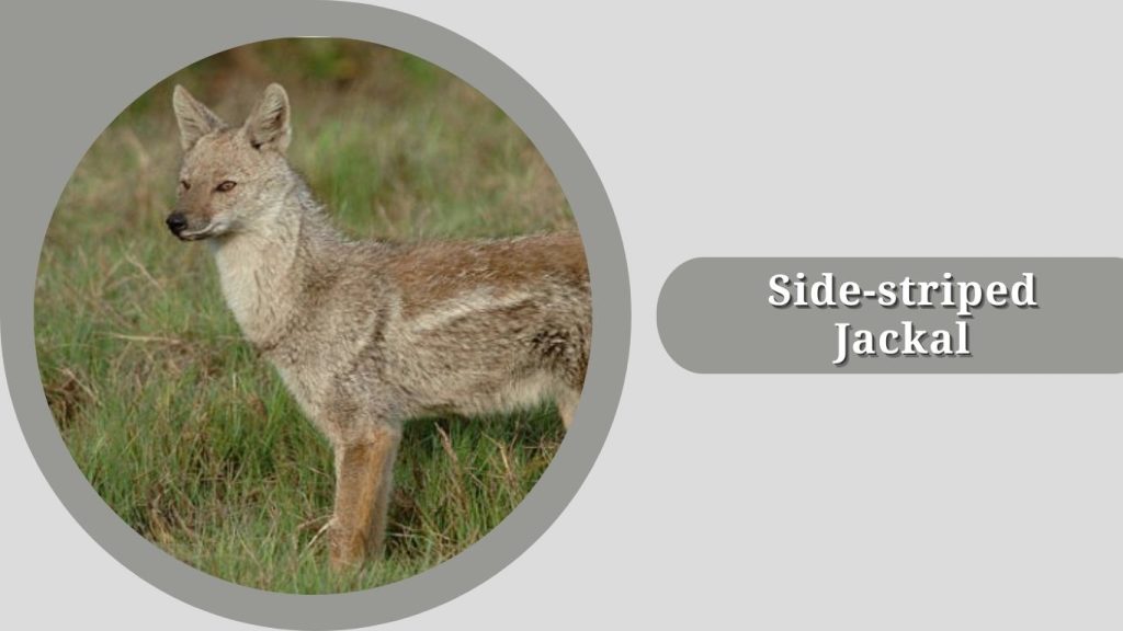 7 Types of Jackal: Species Identification with Pictures