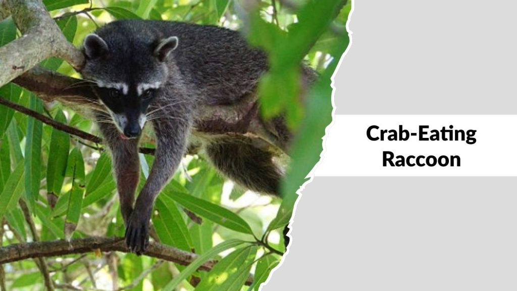 14 Types of Raccoons: Species Identification with Pictures