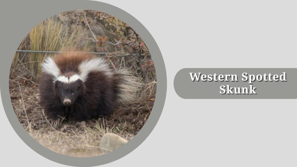 15 Types of Skunk: Species Identification with Pictures