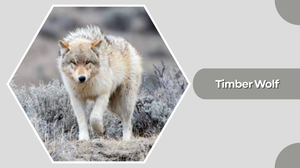 20 Types of Wolves: Species Identification with Pictures