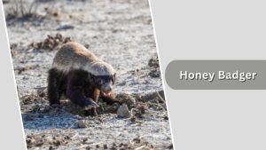 15 Types of Badgers Animals: Identification with Picture
