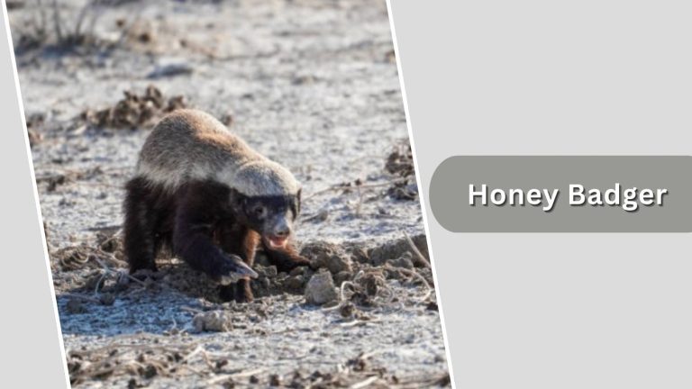 15 Types of Badgers Animals: Identification with Picture