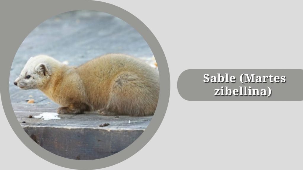 8 Types of Marten: Identification with Picture