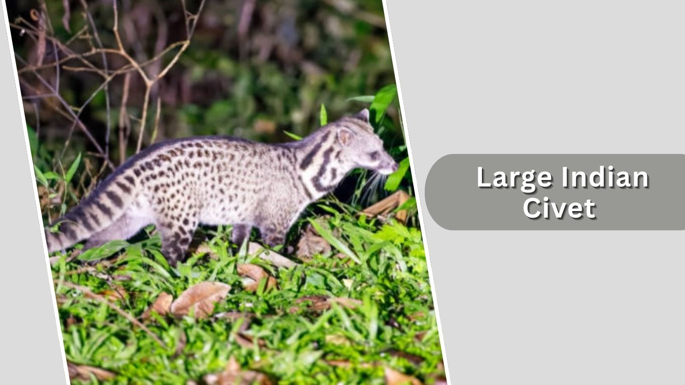 18 Types of Civet Animals: Species Identification with Pictures
