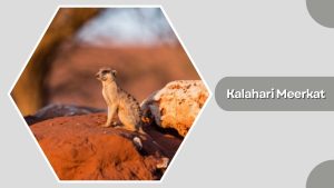 21 Types of Meerkat Animals: Species Identification with Pictures
