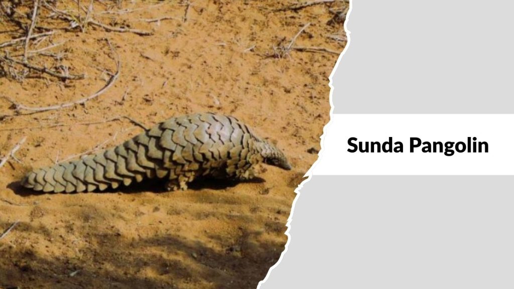 10 Types of Pangolin Animals: Different Species Identification with ...