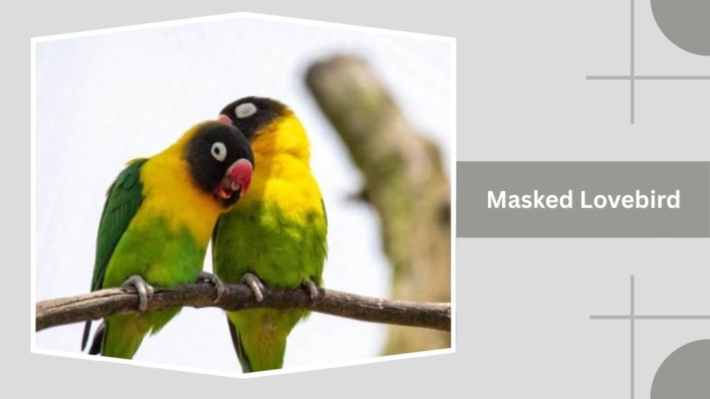 13 Types of Lovebird: Different Species Identification with Pictures