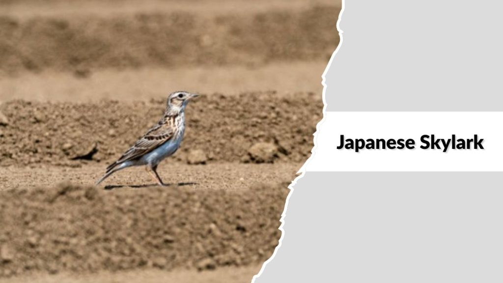 8 Types of Skylark: Different Species Identification