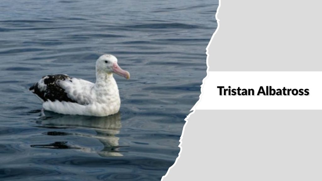22 Types of Albatross Bird: Different Species Identification
