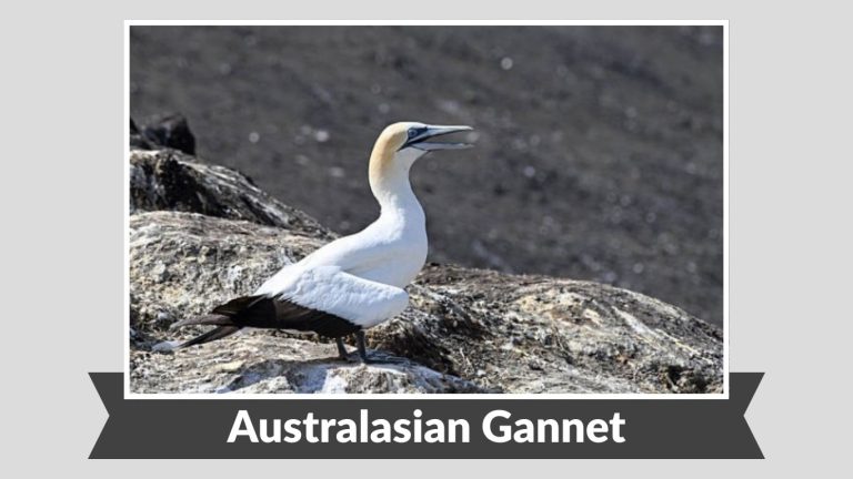 7 Types of Gannet Birds: Identification with Picture