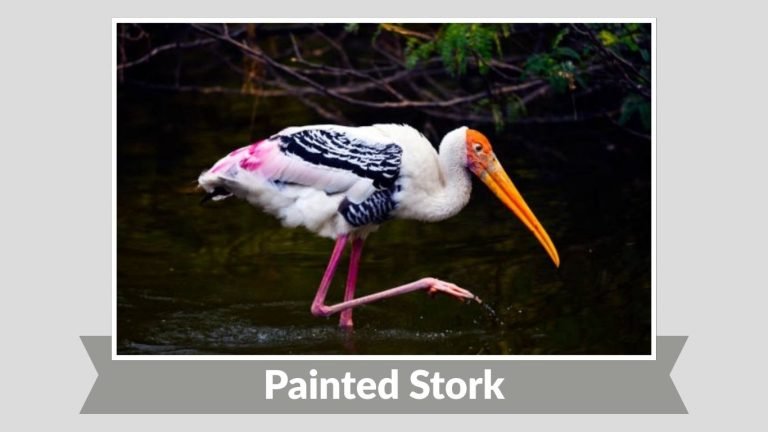 19 Common Types of Stork Birds: Species Identification with Pictures