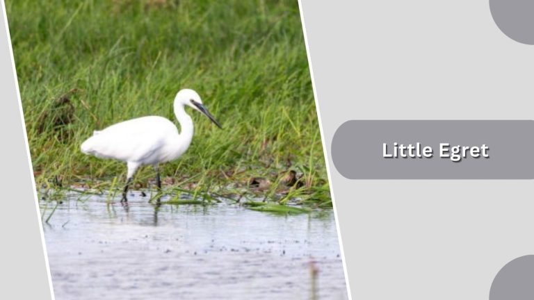 8 Types of Egret: Different Species Identification with Pictures