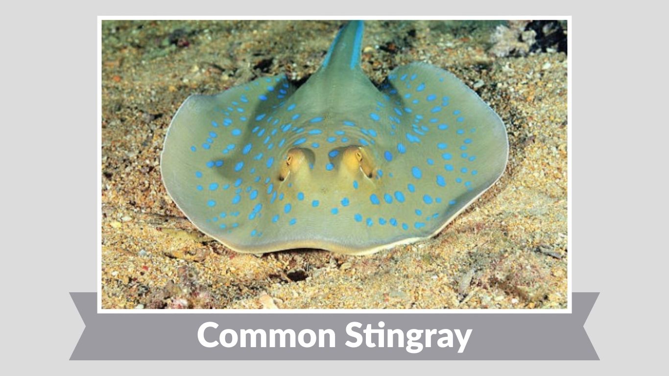 25 Types of Stingray Fish: Identification with Picture