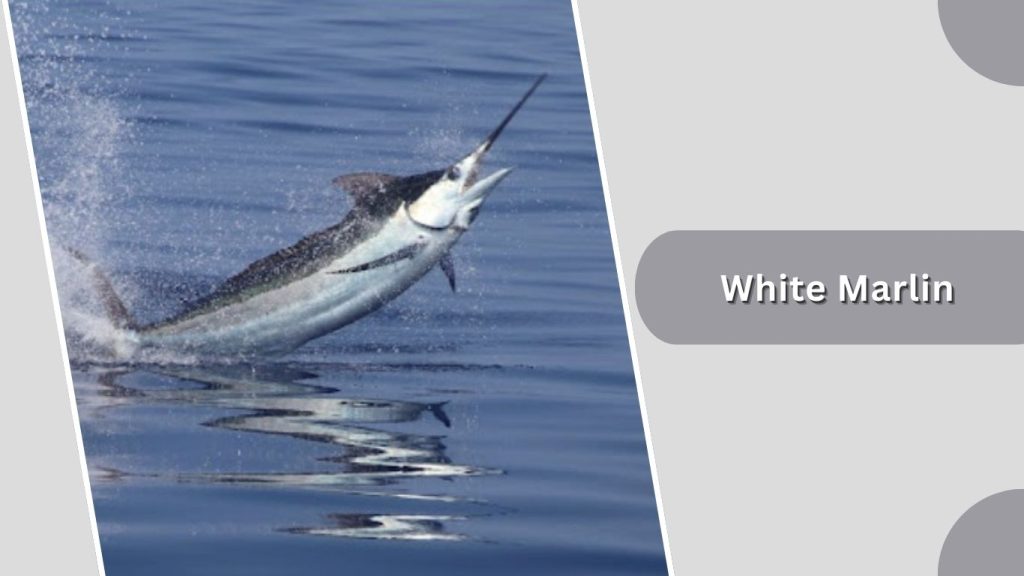 10 Types of Marlin Fish: Identification with Picture