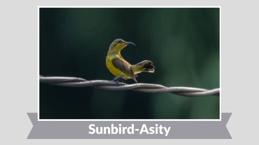 17 Small Birds with Long Beaks: Identification with Pictures