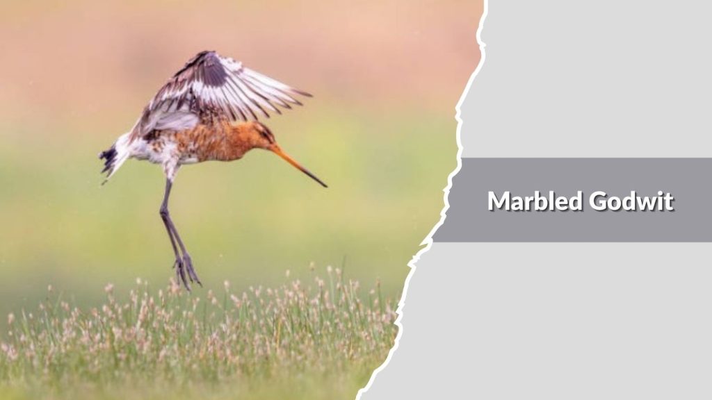 15 Types of Medium-Sized Brown Bird with Long Beak: Id with Picture