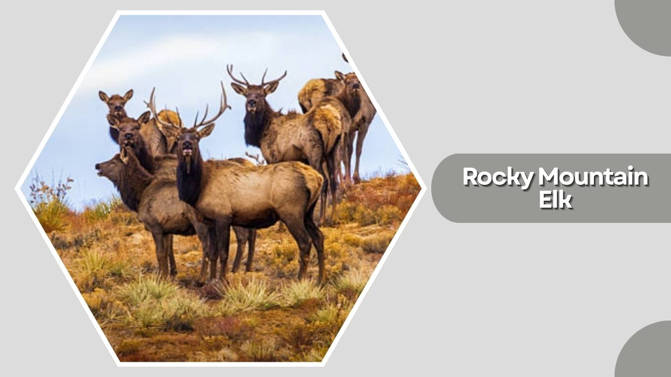 11 Common Types of Elk: Habitat, Diet, Lifecycle and Images