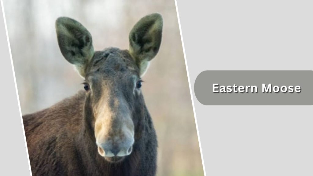 8 Types of Moose: Species, Identification, and Natural Range