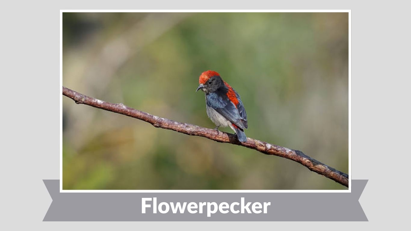15 Types of Small Birds With Long Beaks: (ID with Pictures)