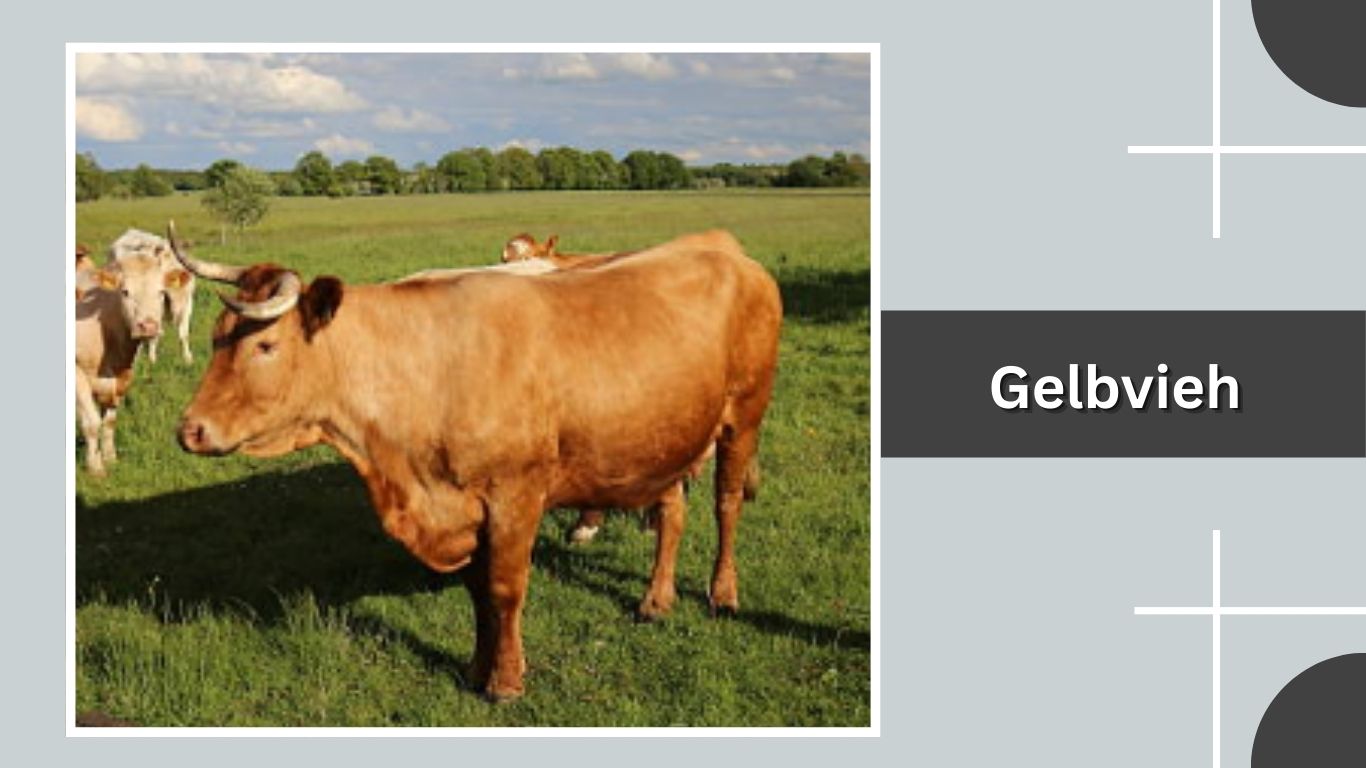 27 Common Types of Cow Breeds: Identification with Pictures