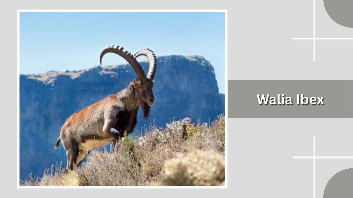 12 Types of Ibex: Different Species Identification With Pictures