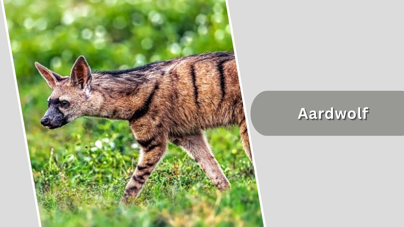 10 Types of Hyena: Species Identification with Pictures