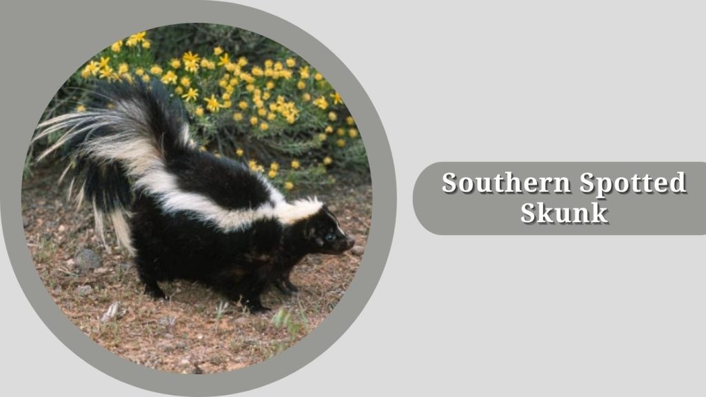 15 Types of Skunk: Species Identification with Pictures