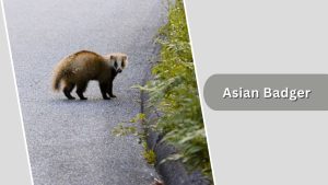 15 Types of Badgers Animals: Identification with Picture