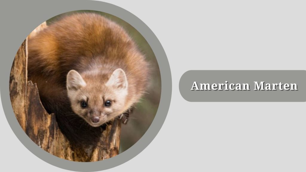 8 Types of Marten: Identification with Picture