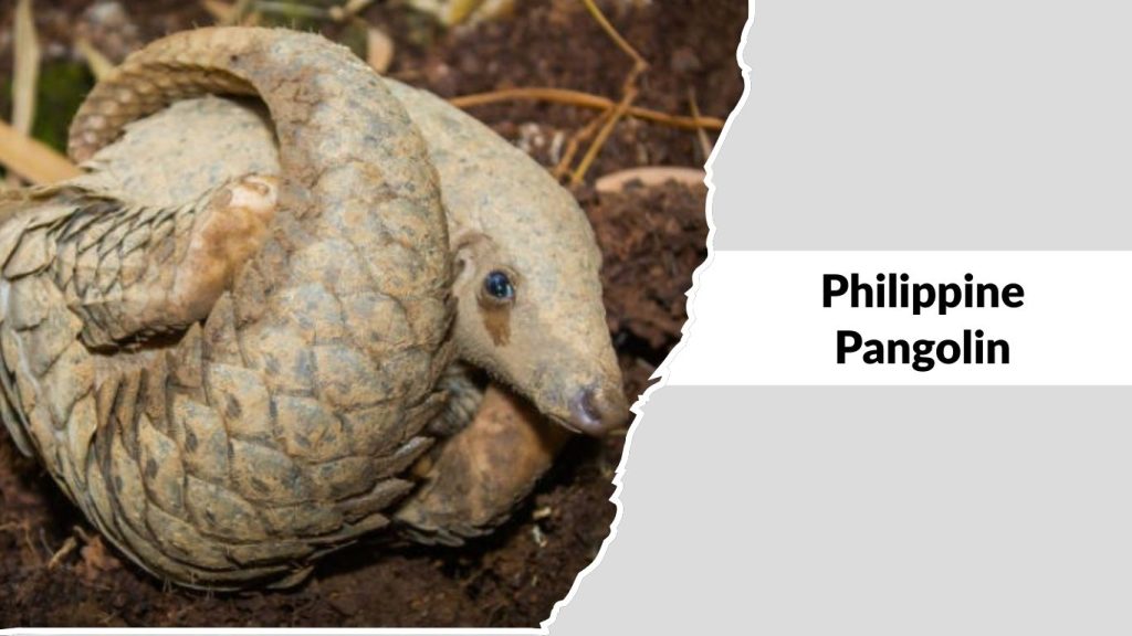 10 Types of Pangolin Animals: Different Species Identification with ...
