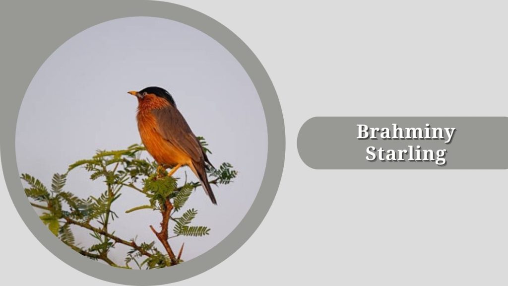 21 Common Types of Starling: Habitat, Range, Behaviour and Nest